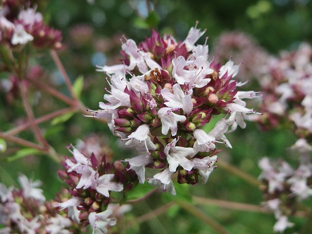 Wild Marjoram Origanum Vulgare Identification Guide