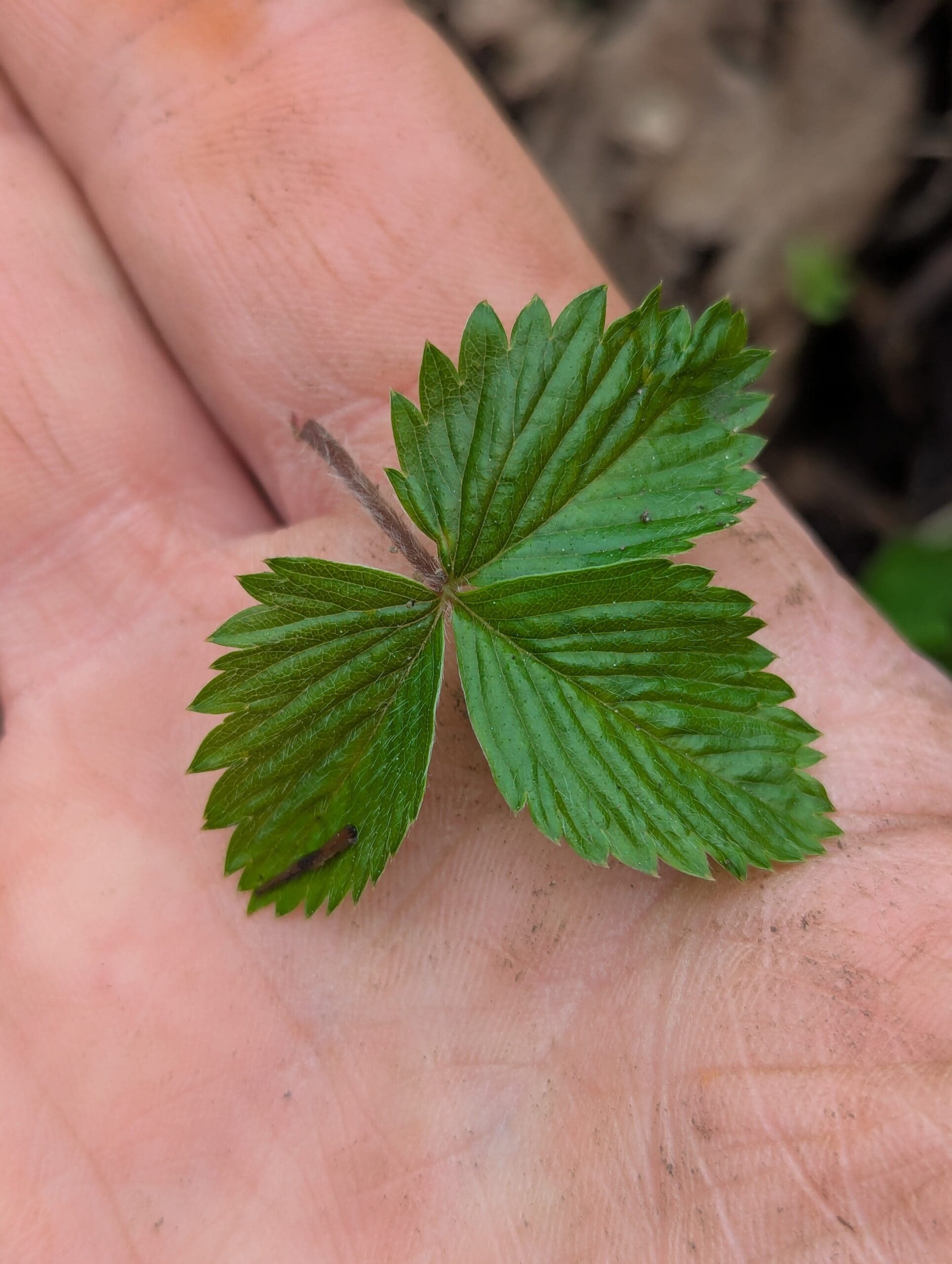 Wild Strawberry (Fragaria vesca) Identification