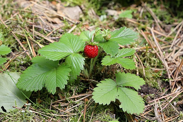 Wild Strawberry (Fragaria vesca) Identification
