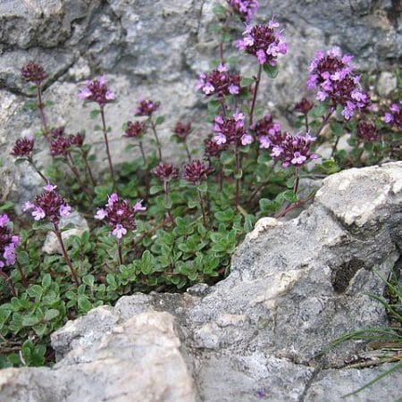 Wild Thyme (Thymus polytrichus) Identification Guide