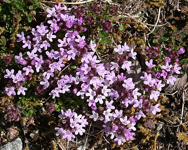 Wild Thyme (Thymus polytrichus) Identification Guide