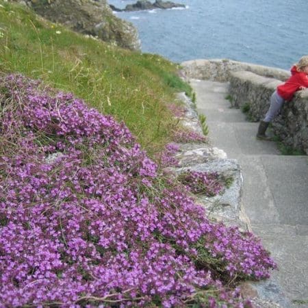 Wild Thyme (Thymus polytrichus) Identification Guide