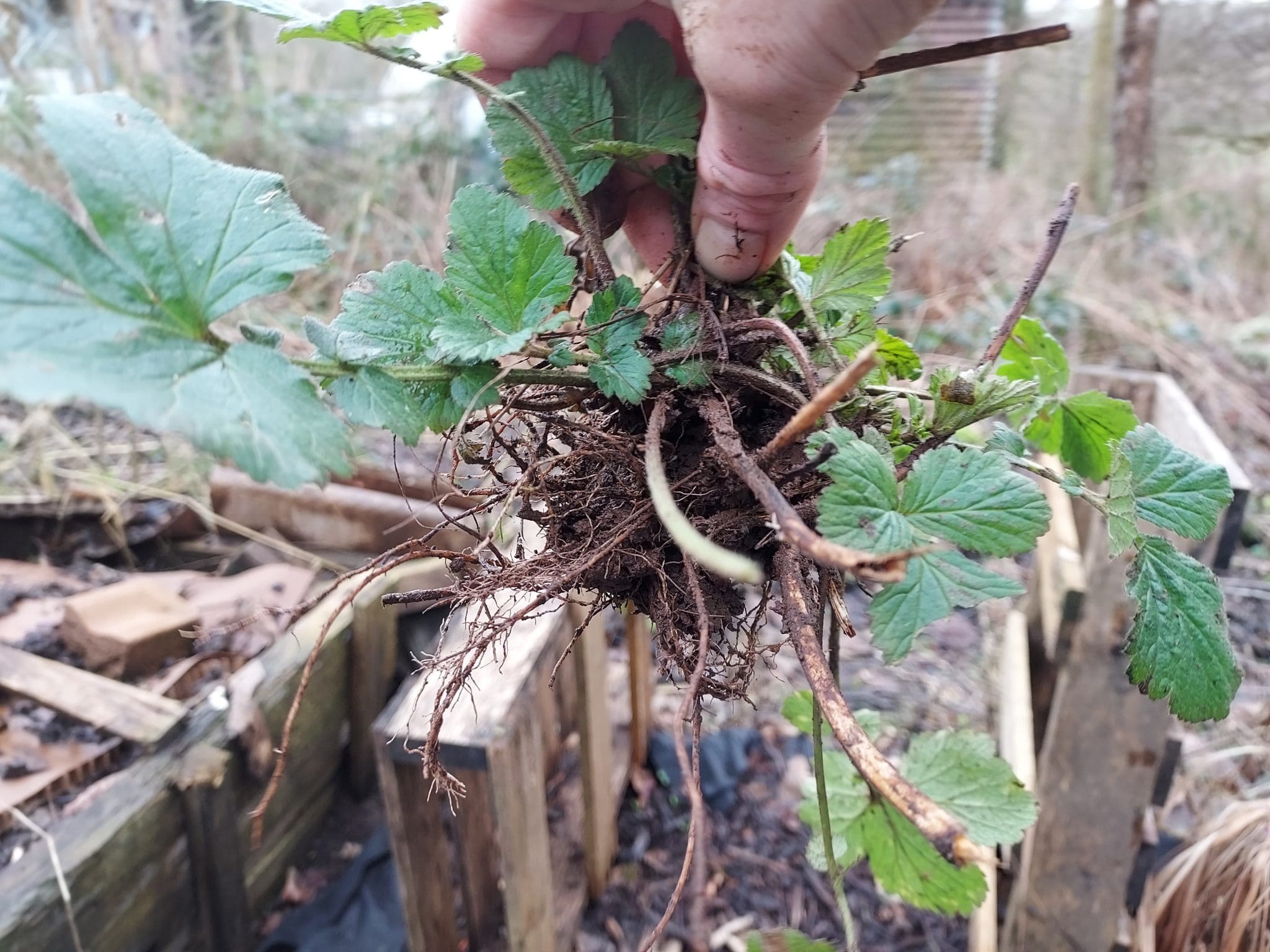 Wood Avens (Geum urbanum) Identification