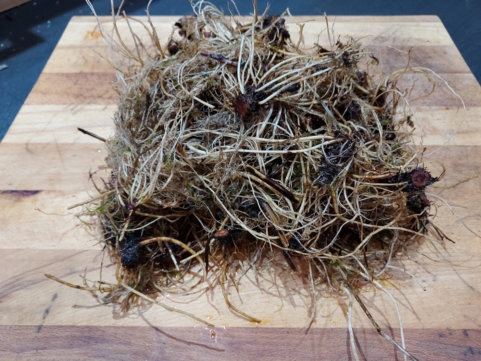 Wood Avens (Geum urbanum) Identification