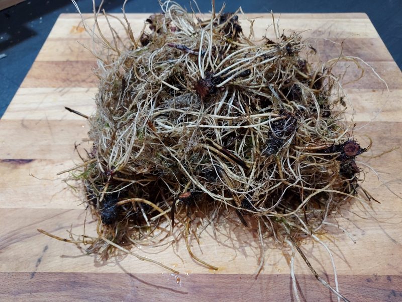 Wood Avens (Geum urbanum) Identification