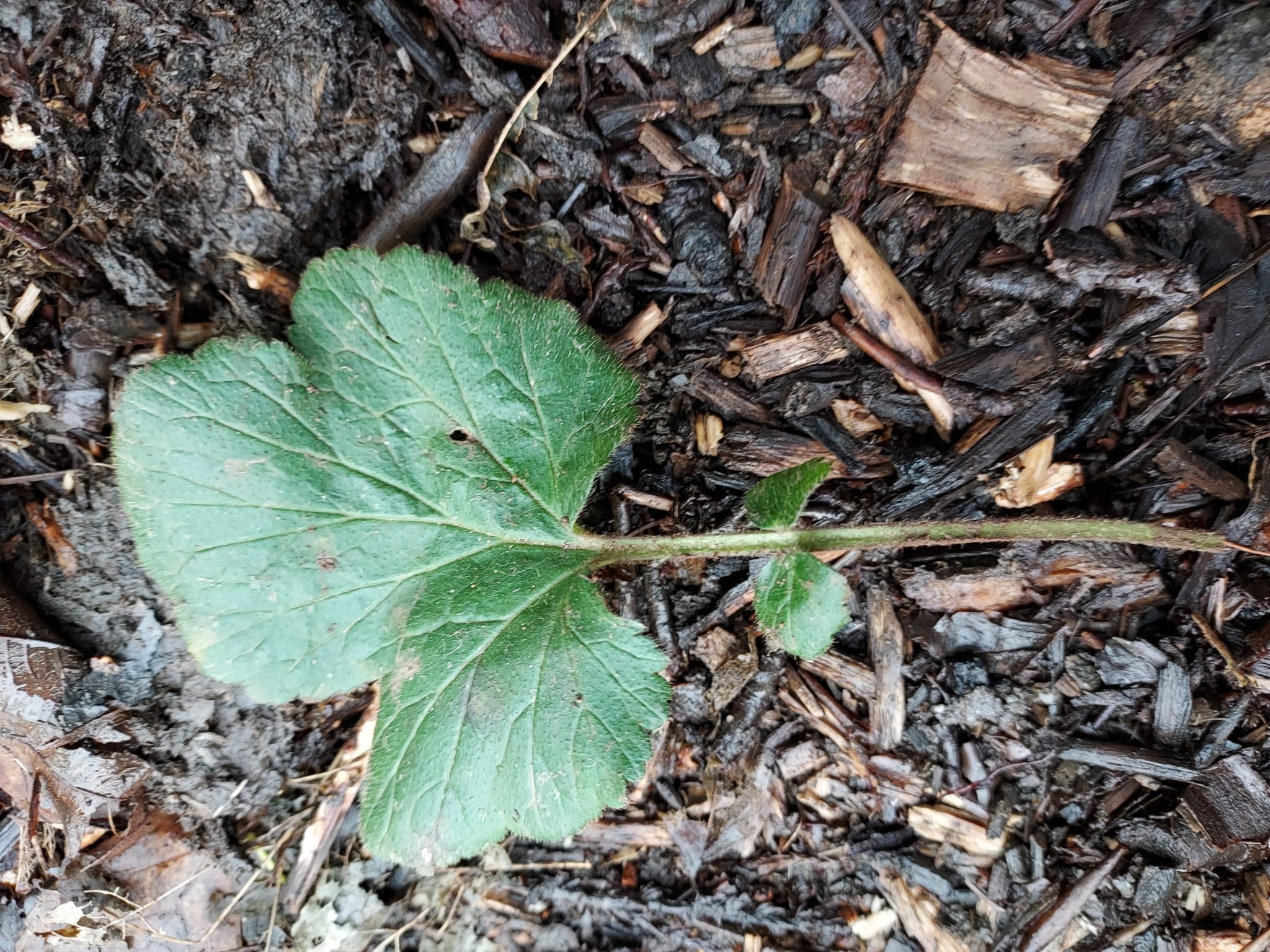 Wood Avens (Geum urbanum) Identification