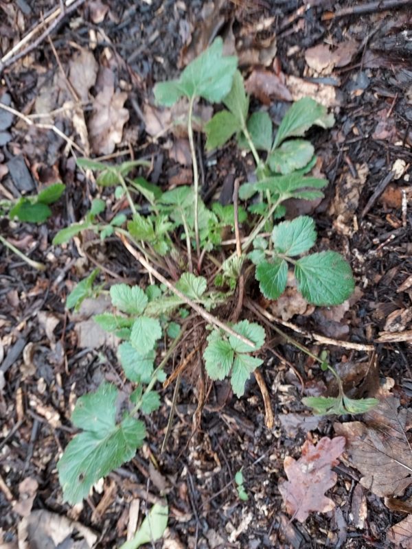 Wood Avens (Geum urbanum) Identification