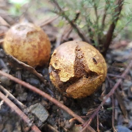 Yellow False Truffle (Rhizopogon luteolus) Identification
