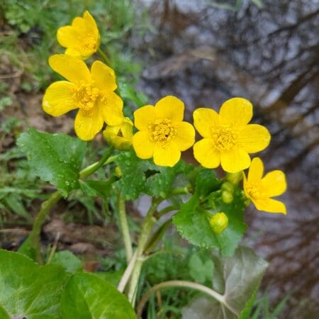 Buttercups (Ranunculus species)Identification Guide