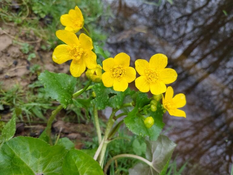 Buttercups (Ranunculus species)Identification Guide