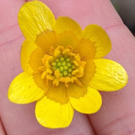 Buttercups (Ranunculus species)Identification Guide