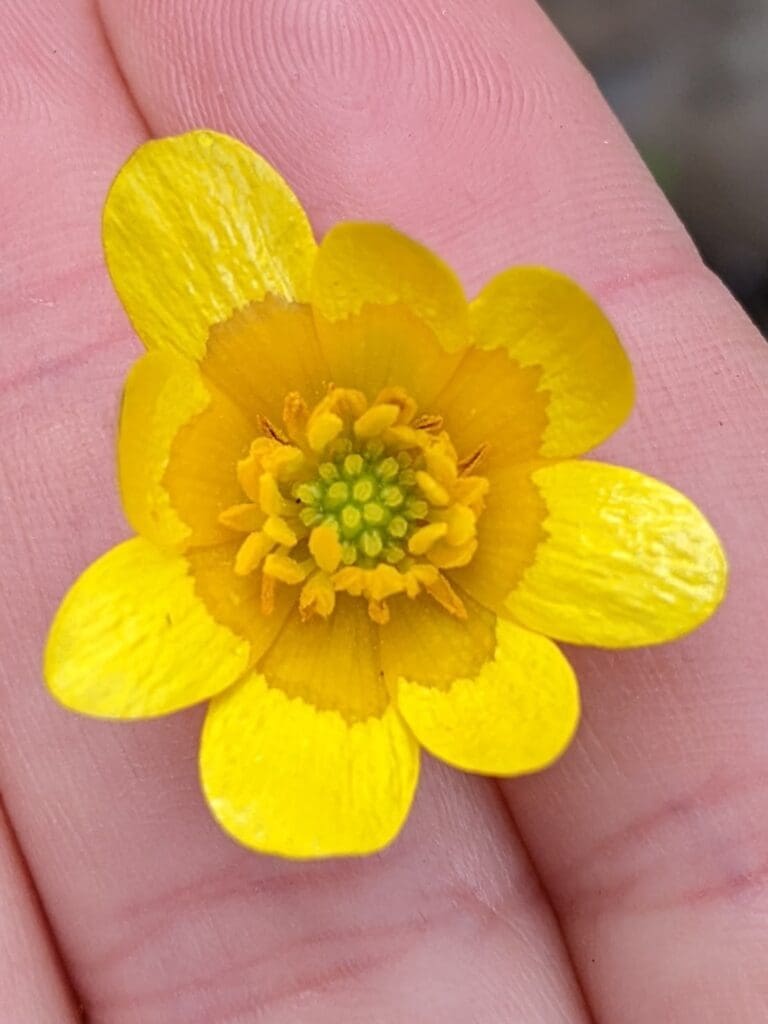 Buttercups (Ranunculus species)Identification Guide
