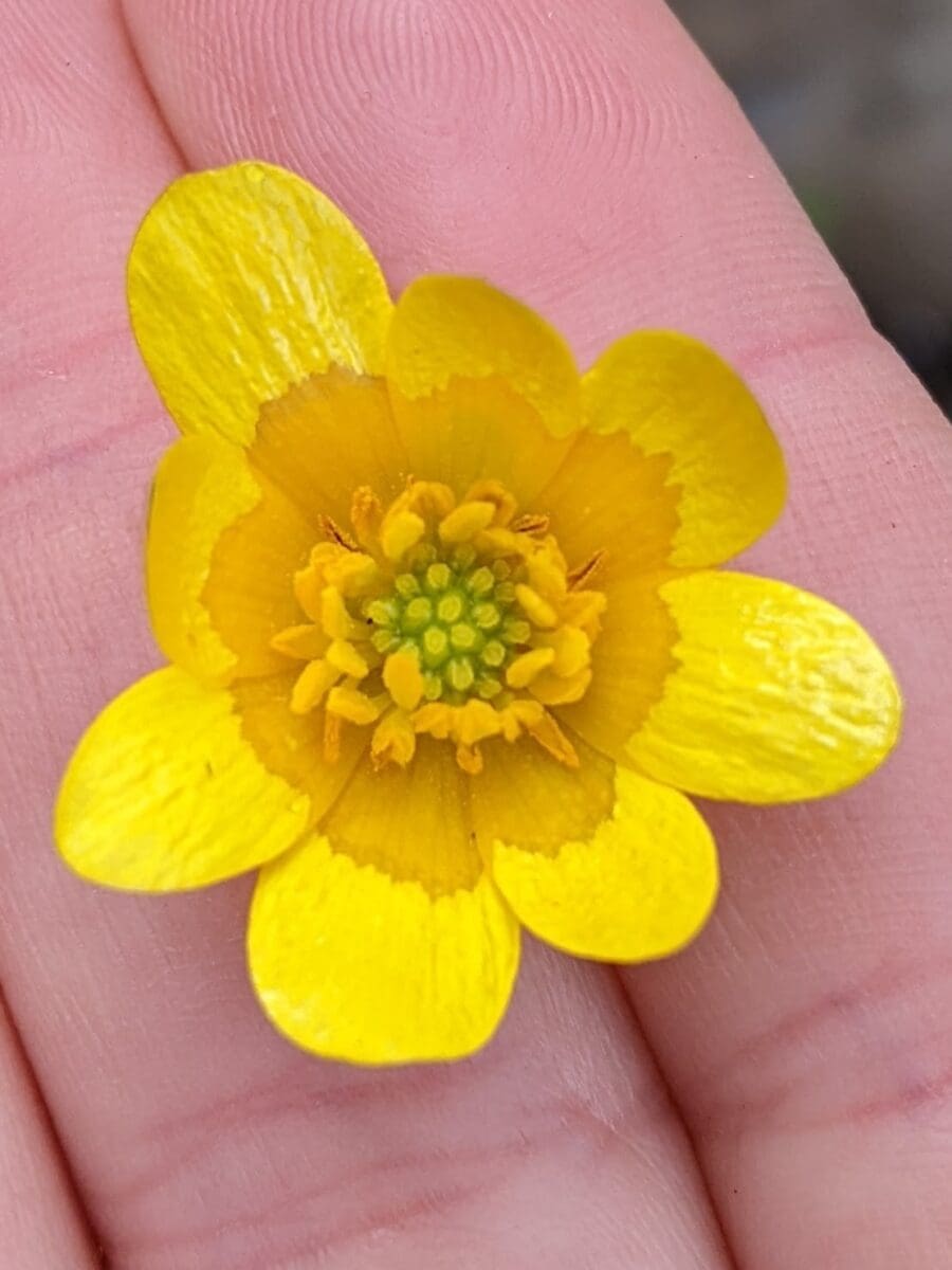 Buttercups (Ranunculus species)Identification Guide