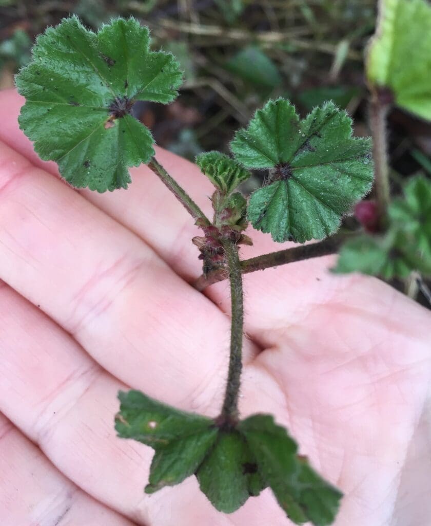 Common Mallow (Malva sylvestris) Identification Guide