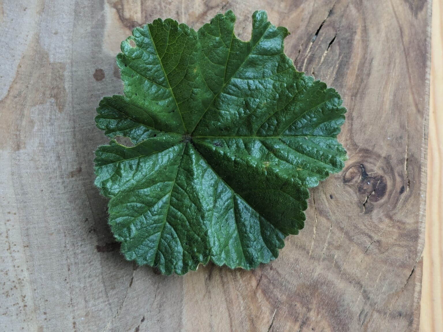 Common Mallow (Malva sylvestris) Identification Guide
