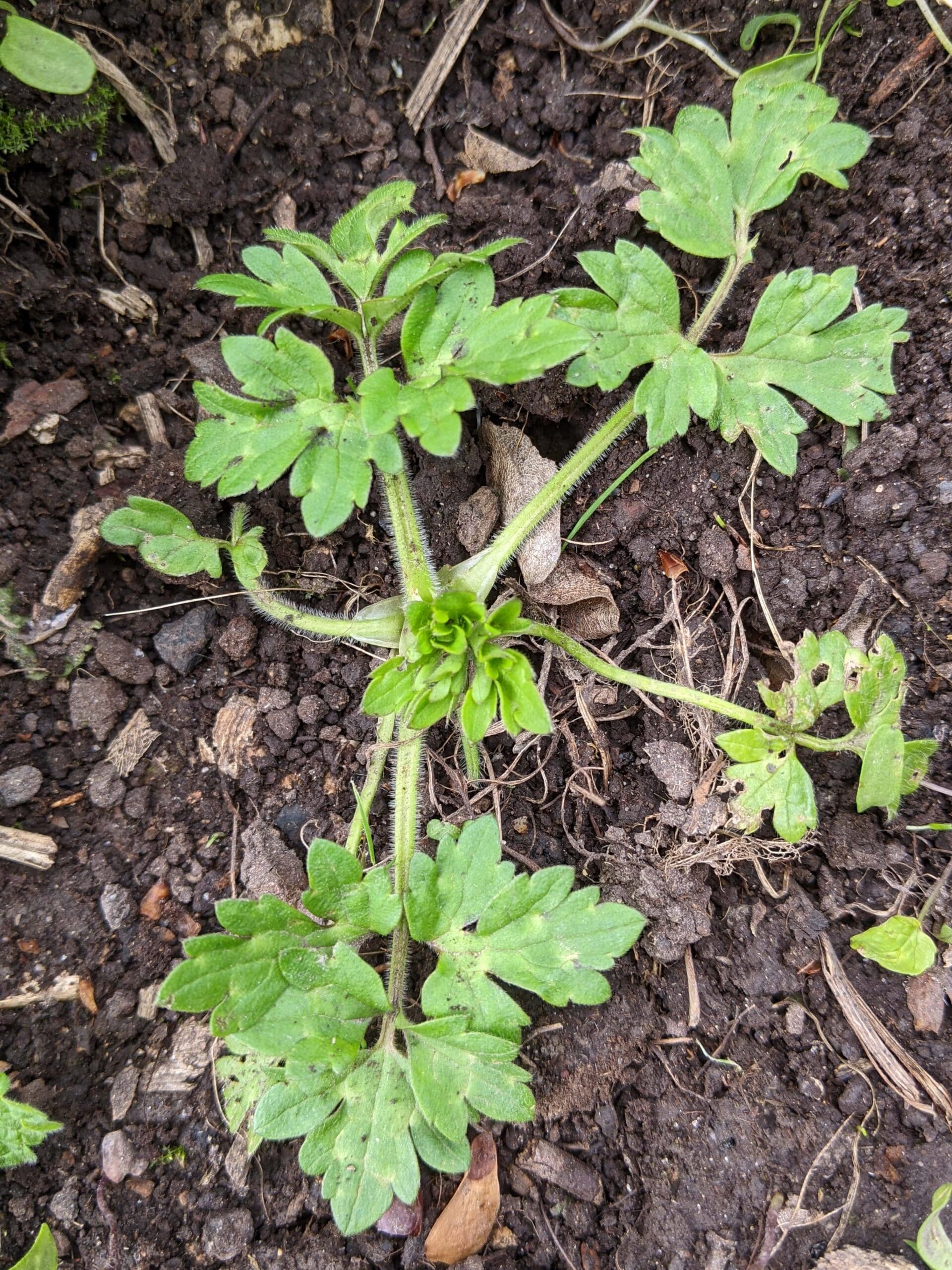 Buttercups (Ranunculus species)Identification Guide