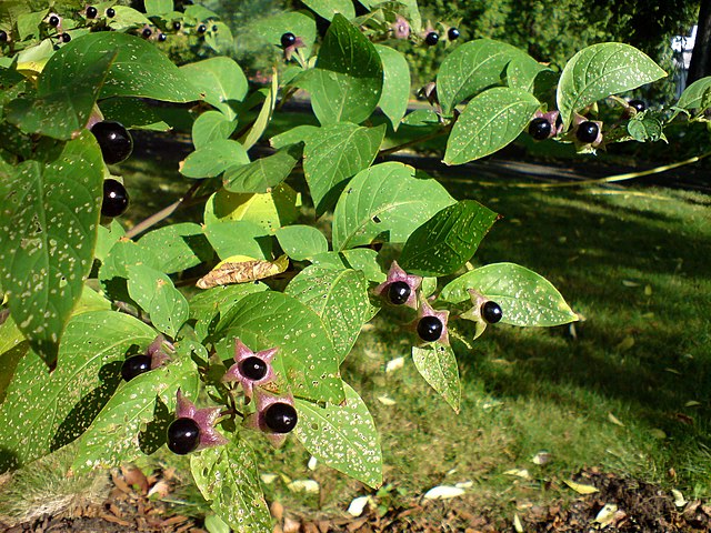 Deadly Nightshade (Atropa belladonna) Identification