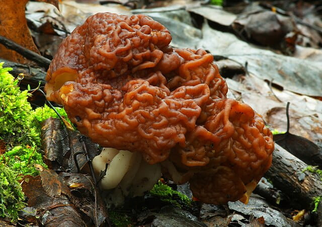 Foraging for Morels: no1 Brilliant Spring Mushroom to Forage