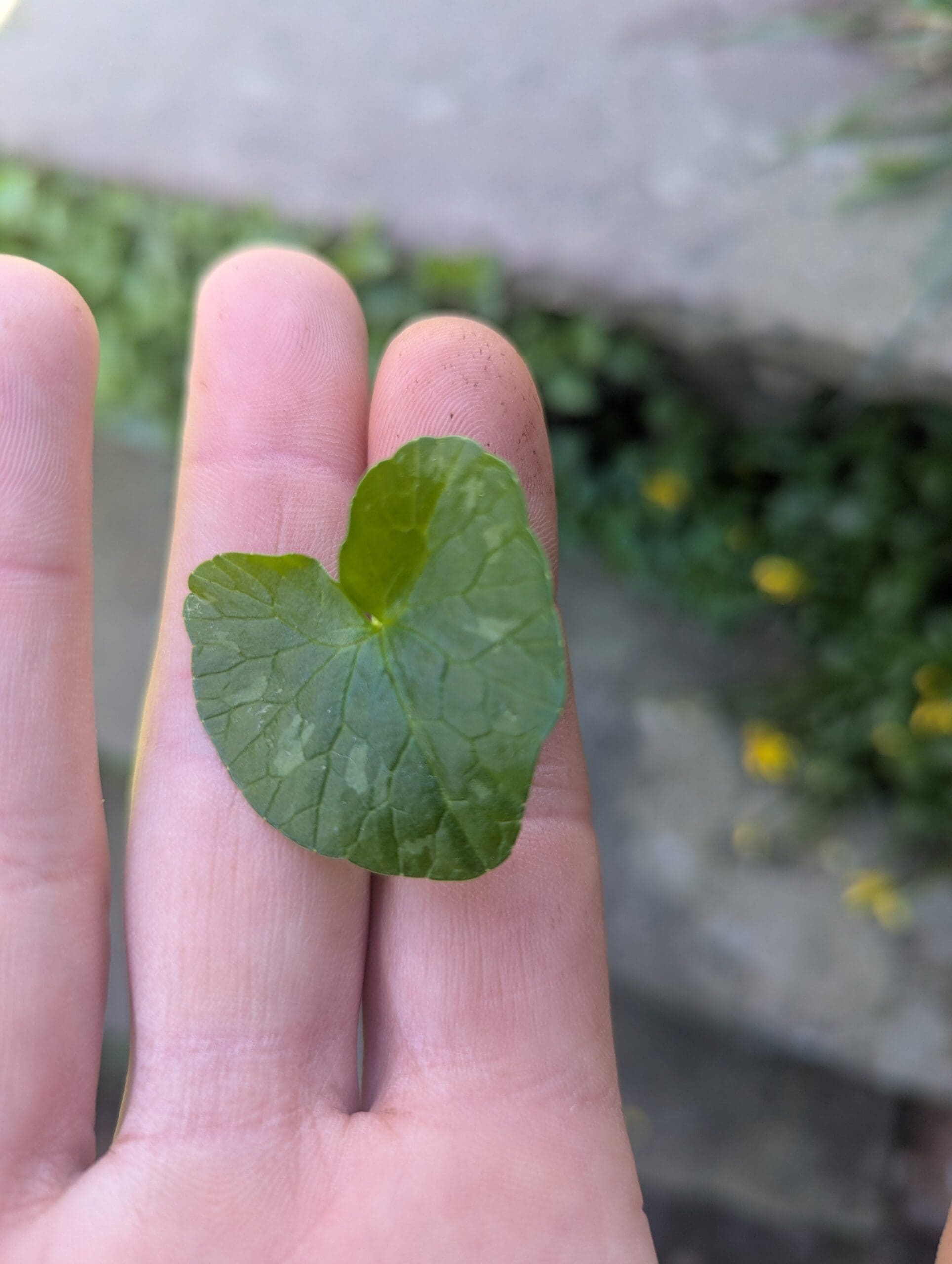 Lesser Celandine (Ficaria verna) Identification