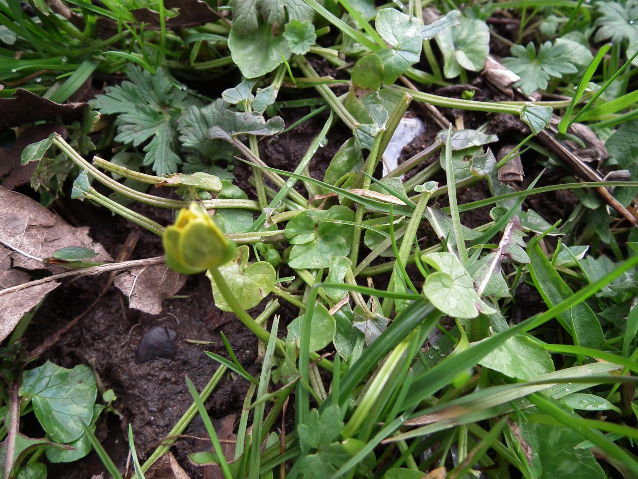 Lesser Celandine (Ranunculus ficaria) Identification
