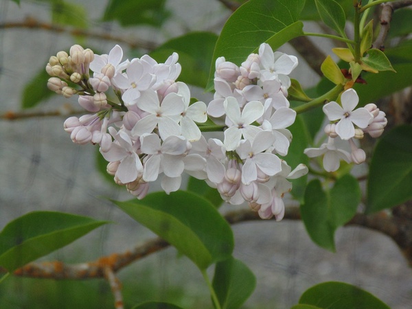 Lilac (Syringa vulgaris) Identification