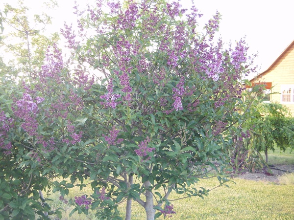 Lilac (Syringa vulgaris) Identification