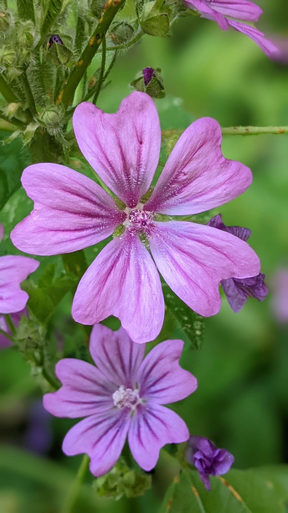 Common Mallow (Malva sylvestris) Identification Guide
