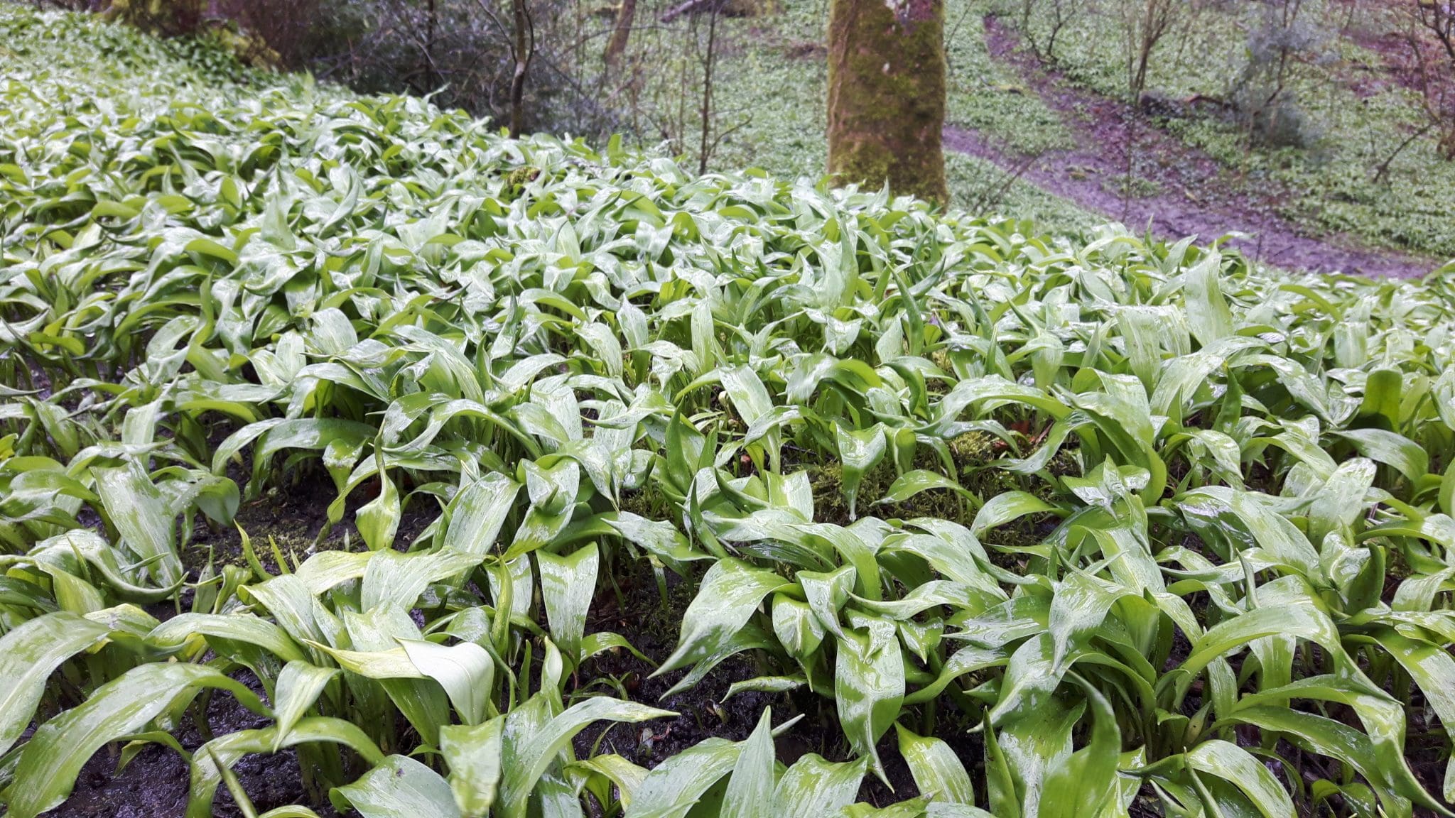 Bilberry (Vaccinium myrtillus) Identification