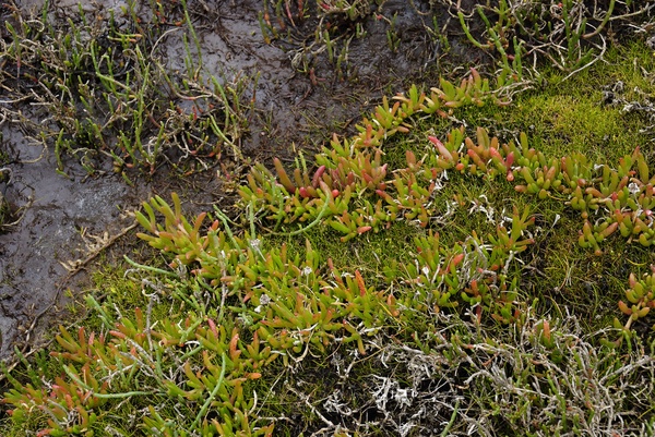 Salty Fingers (Disphyma crassifolium) Identification