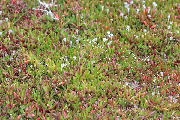 Salty Fingers (Disphyma crassifolium) Identification
