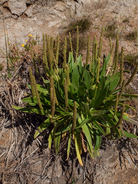 Sea Arrowgrass (Triglochin maritima) Identification