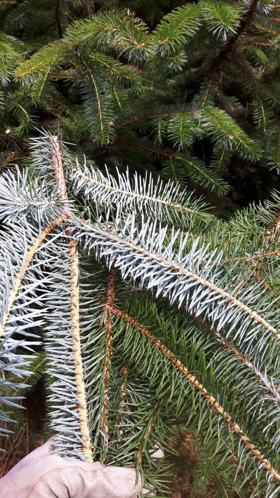 Spruce (Picea abies) Identification Guide