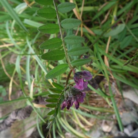 Vetch (Vicia sativa) Identification