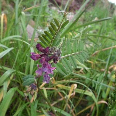 Vetch (Vicia sativa) Identification