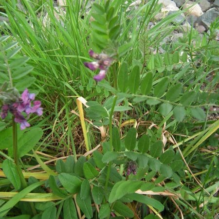 Vetch (Vicia sativa) Identification