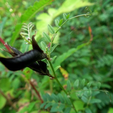 Vetch (Vicia sativa) Identification