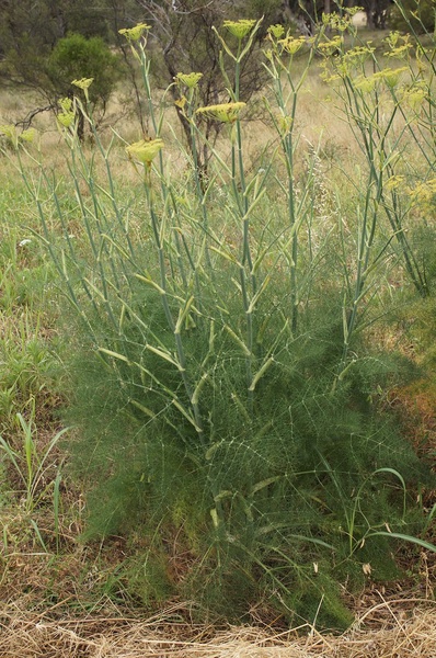 Wild Fennel (Foeniculum vulgare) Identification