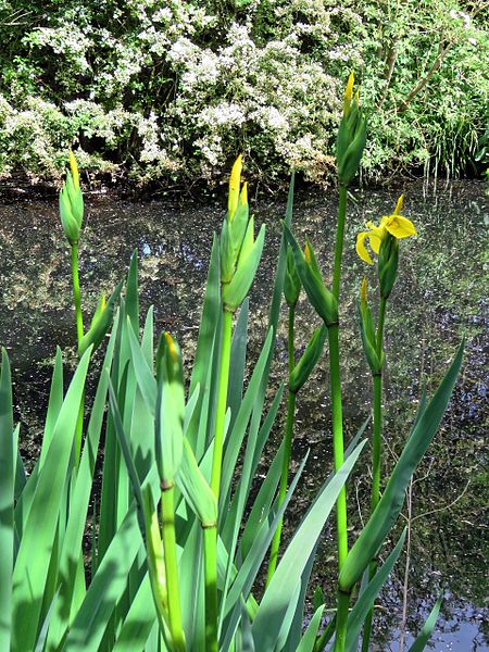 Reedmace (Typha latifolia) Identification