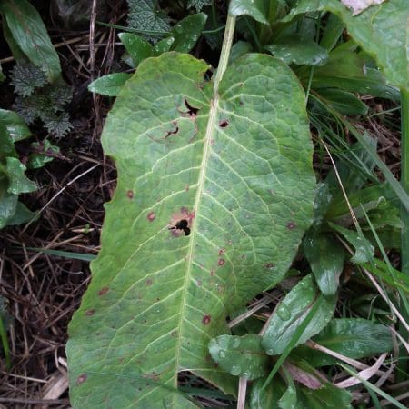 Docks (Rumex species) Identification
