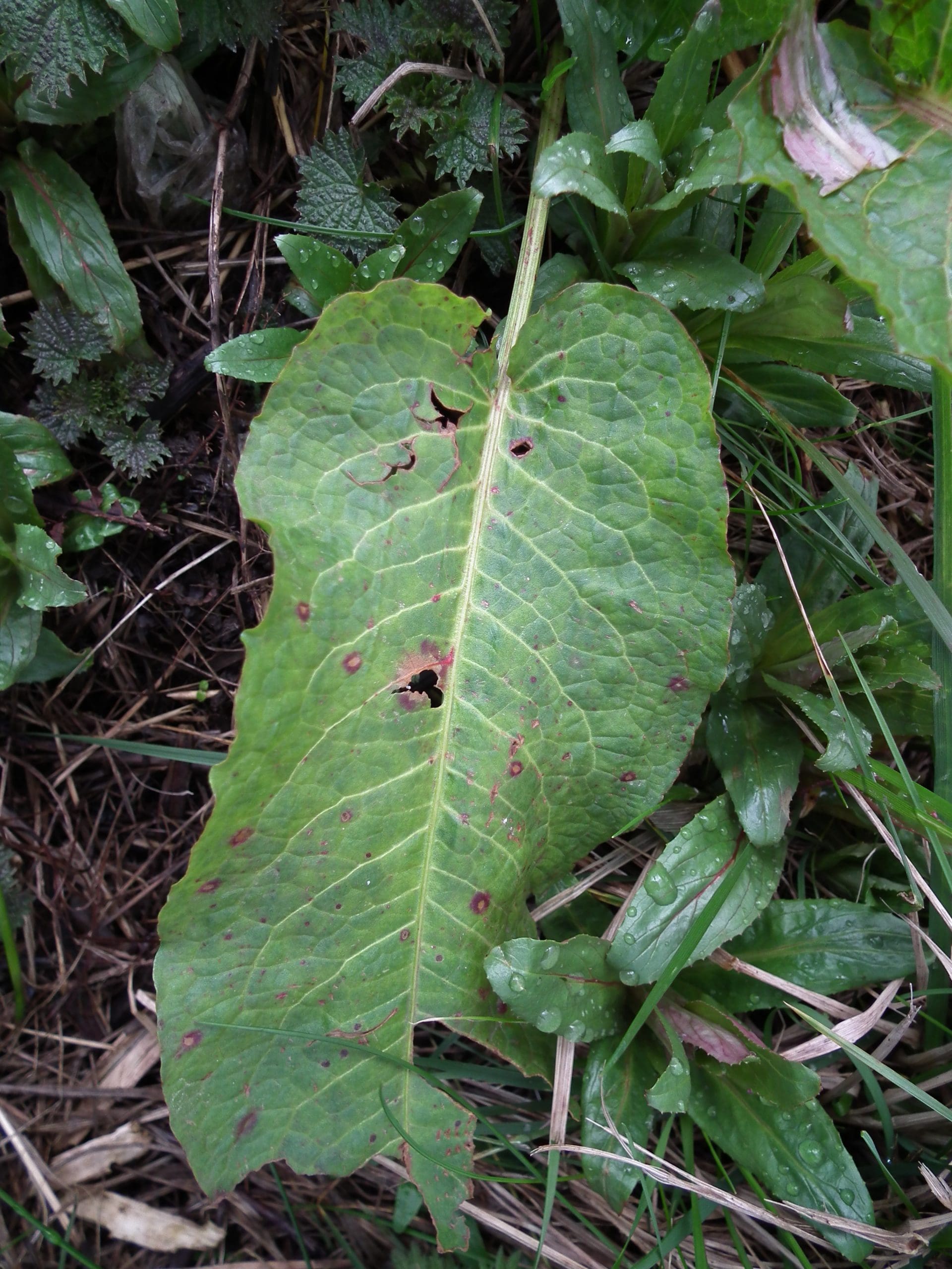 Docks (Rumex species) Identification
