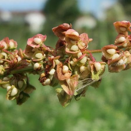 Docks (Rumex species) Identification