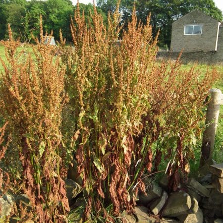 Docks (Rumex species) Identification