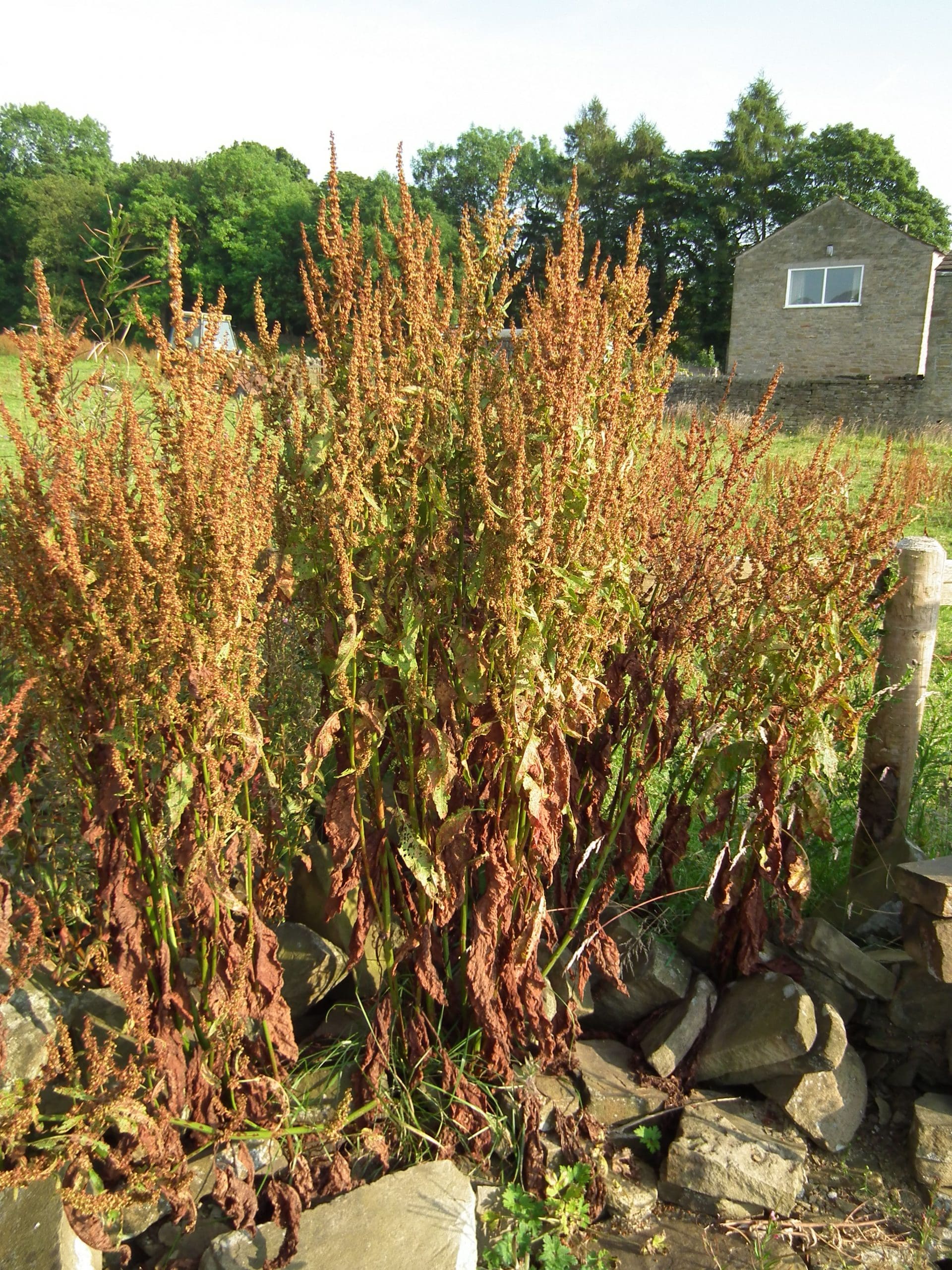 Docks (Rumex species) Foraging Guide