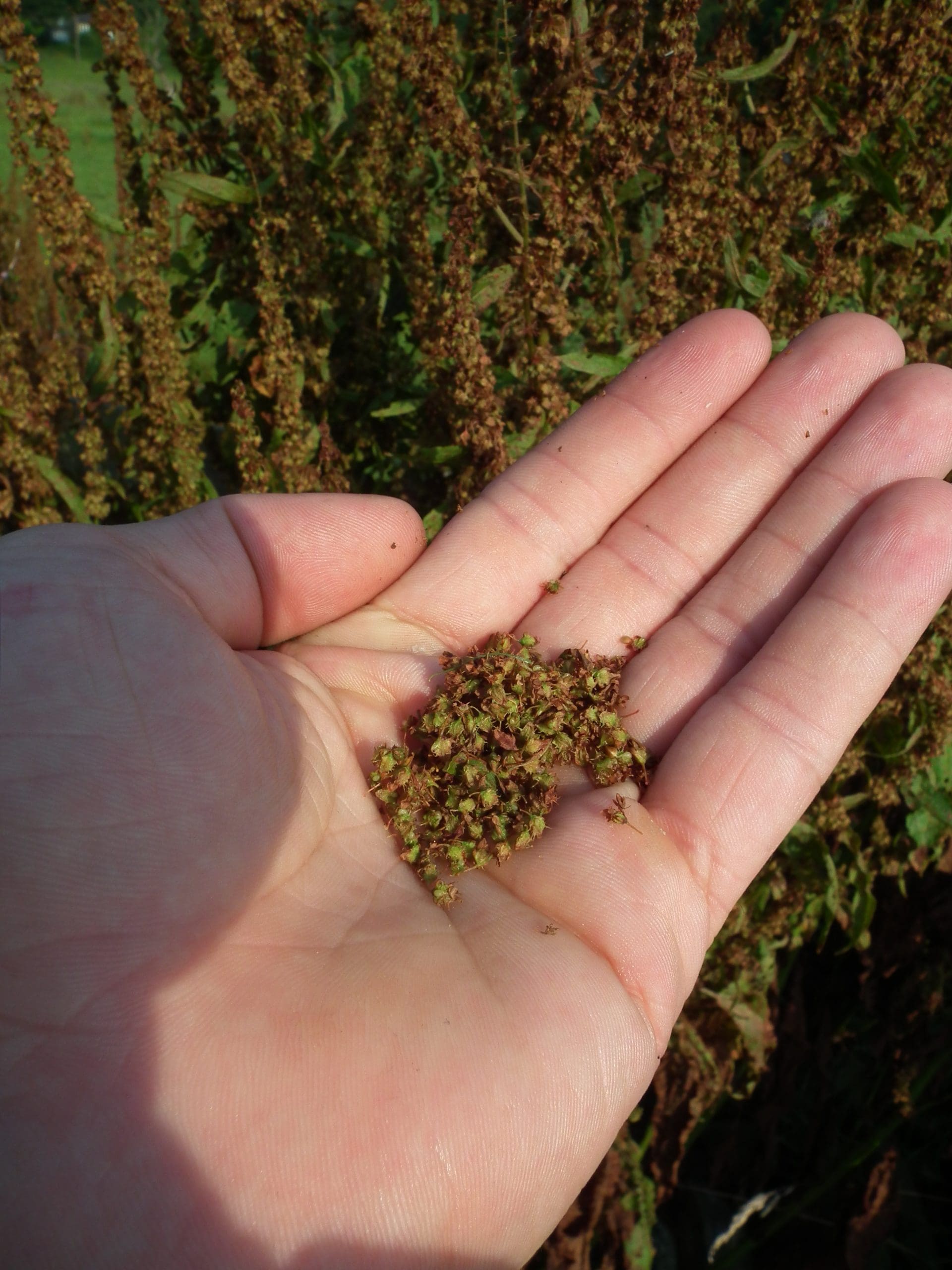 Docks (Rumex species) Foraging Guide