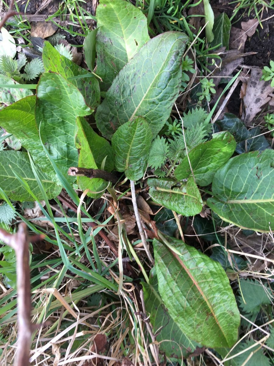 Docks (Rumex species) Identification