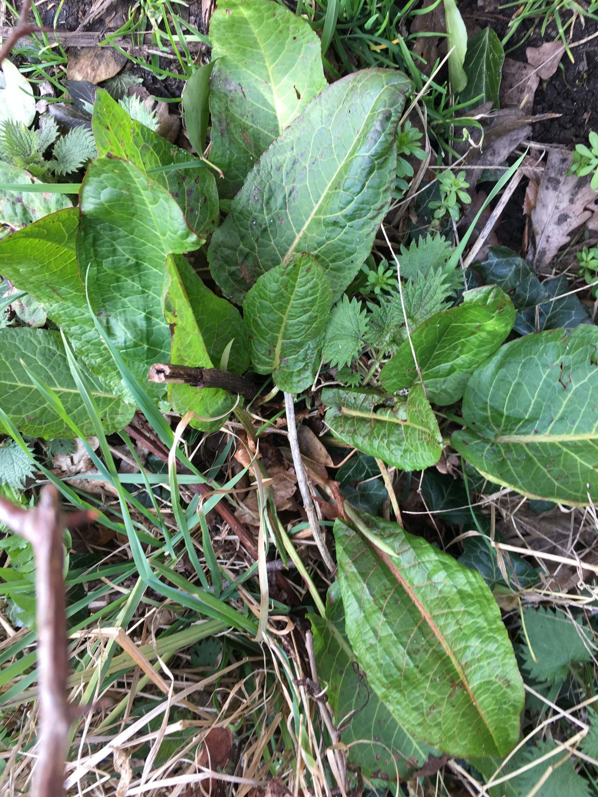 Docks (Rumex species) Identification