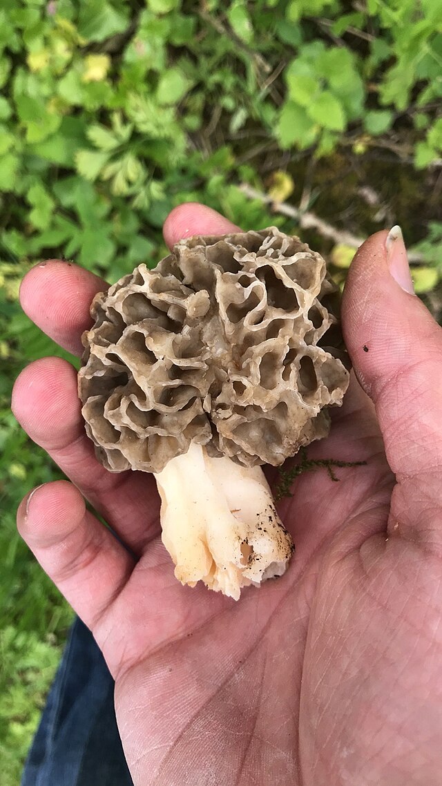 Foraging for Morels: no1 Brilliant Spring Mushroom to Forage