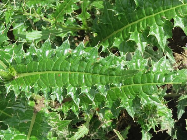 Creeping Thistle (Cirsium arvense) Identification Guide