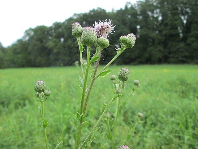 Creeping Thistle (Cirsium arvense) Identification Guide