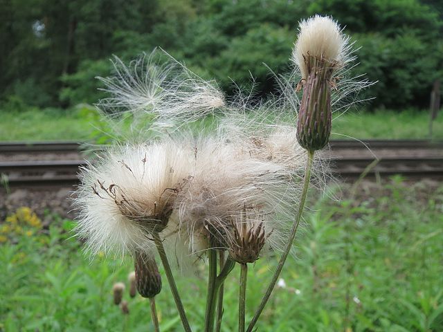 Creeping Thistle (Cirsium arvense) Identification Guide